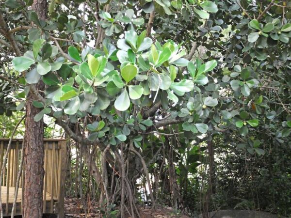 How to Grow and Care for the Autograph Plant (Clusia rosea)