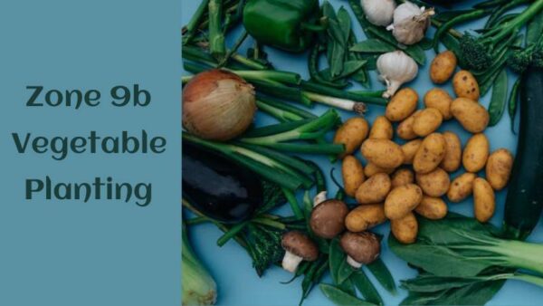 Zone 9a Fruits and Vegetables: What to Grow and When
