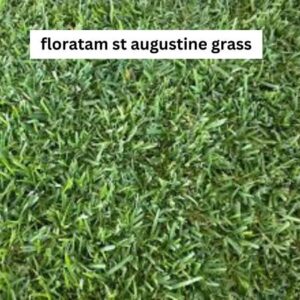 Types of St Augustine Grass: A Complete Guide